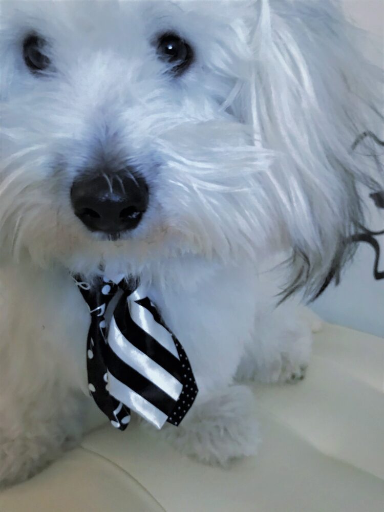 True Tri-Color Coton de Tulear | Euro Coton Cottage