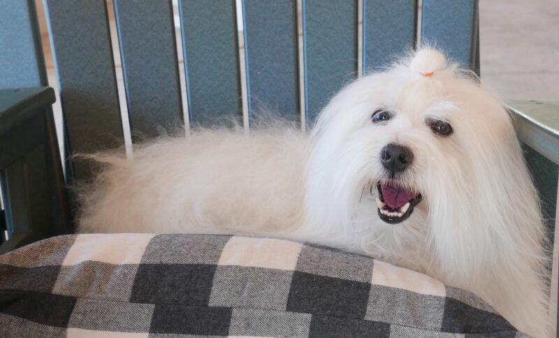 True Tri-Color Coton de Tulear | Euro Coton Cottage