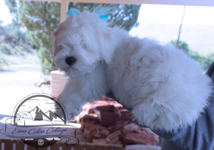 Coton Cottage | Coton De Tulear Breeder and Puppies For Sale